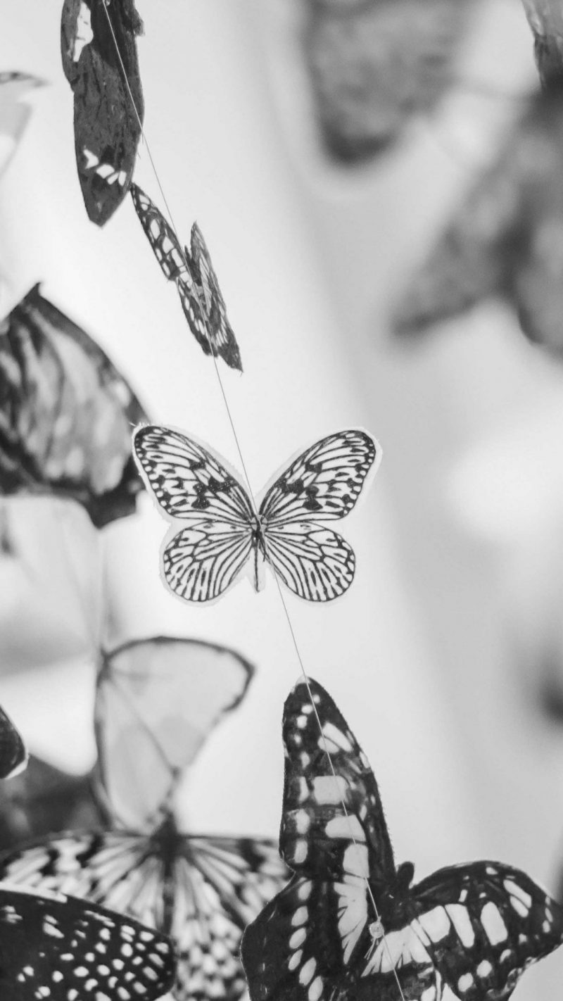 100 Free Butterfly Wallpapers For Your Phone - The XO Factor
