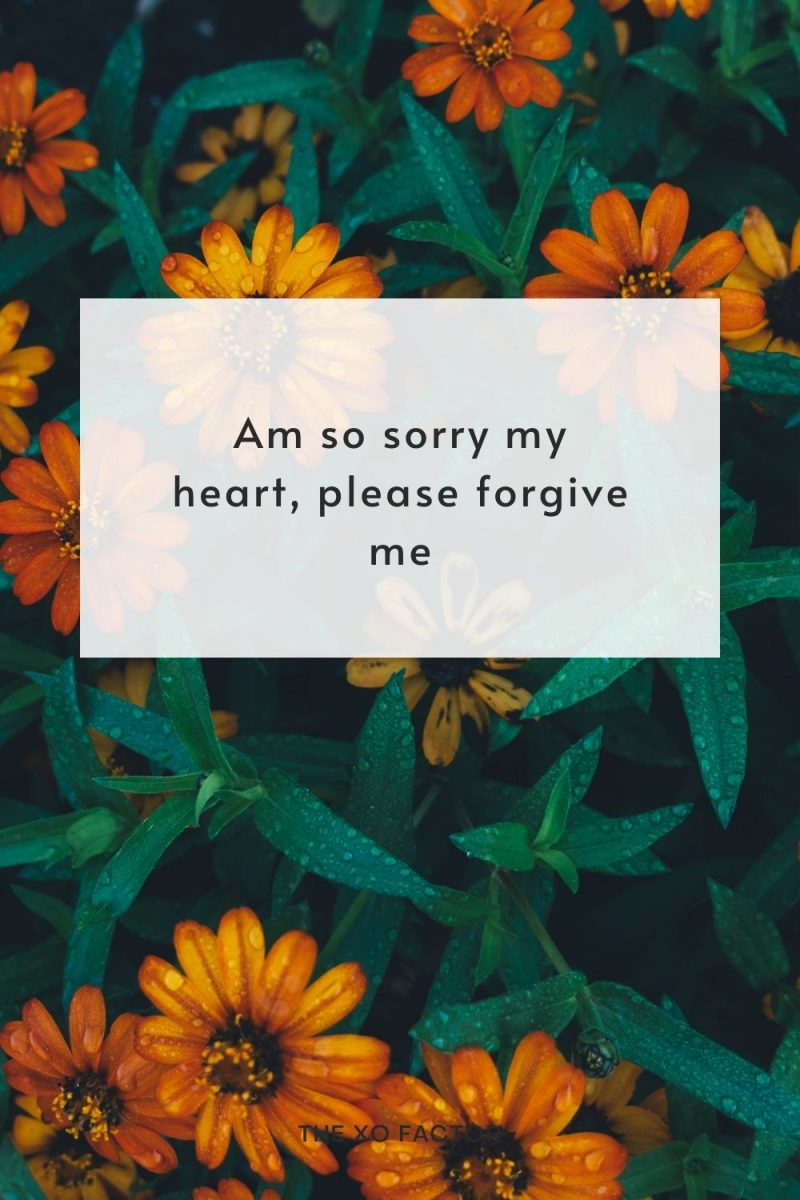 75 Sorry Messages For The Perfect Apology - The XO Factor