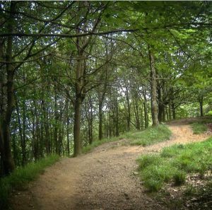 23 Beautiful Forest Photography For Inner Inspiration - The XO Factor