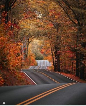 23 Beautiful Forest Photography For Inner Inspiration - The XO Factor