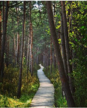 23 Beautiful Forest Photography For Inner Inspiration - The XO Factor