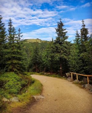 23 Beautiful Forest Photography For Inner Inspiration - The XO Factor