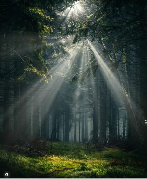 23 Beautiful Forest Photography For Inner Inspiration - The XO Factor