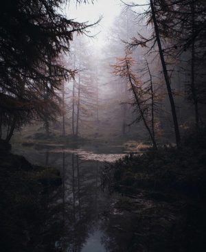 23 Beautiful Forest Photography For Inner Inspiration - The XO Factor