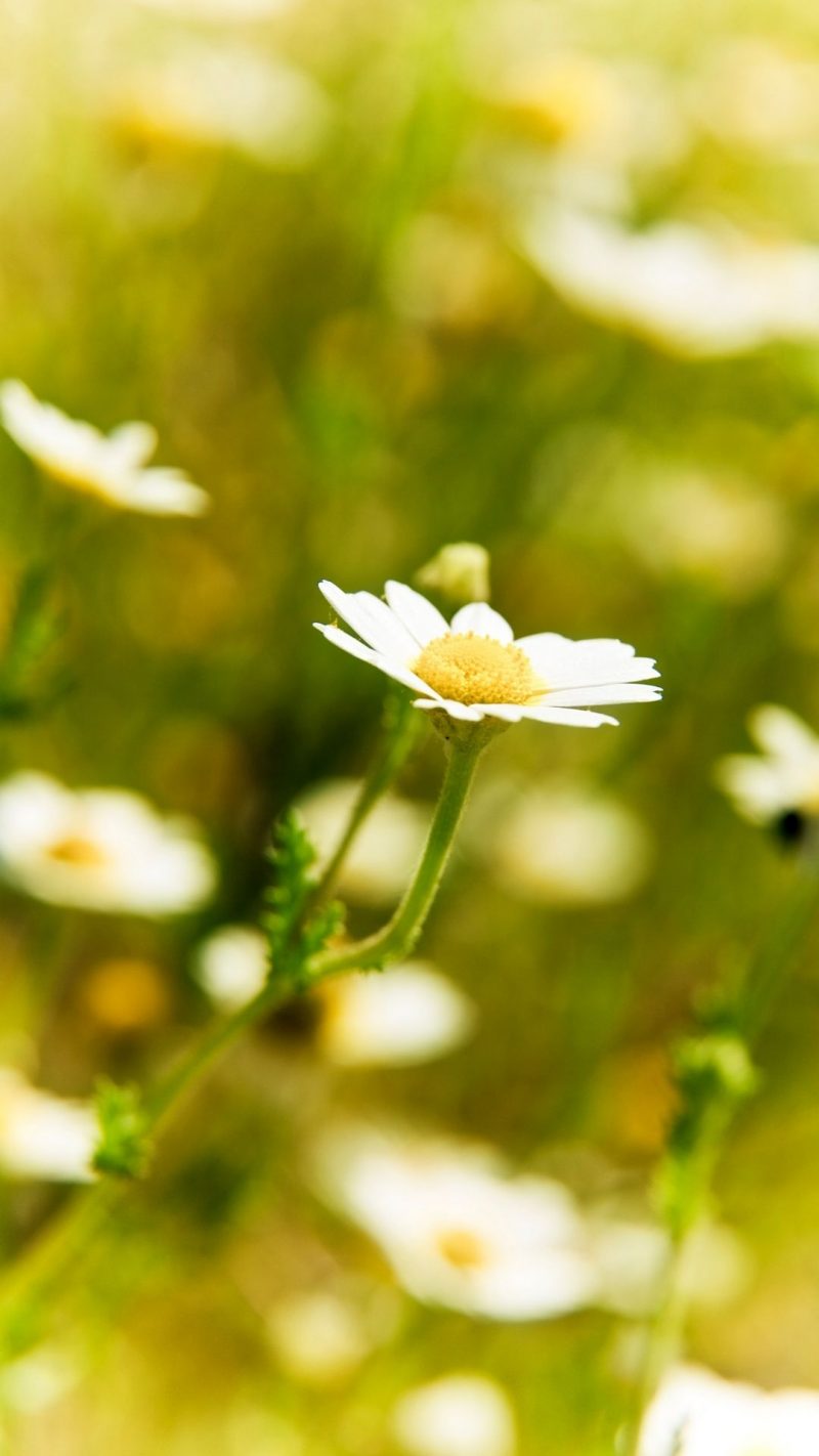 100 Beautiful Daisy Wallpapers For Phones - The XO Factor